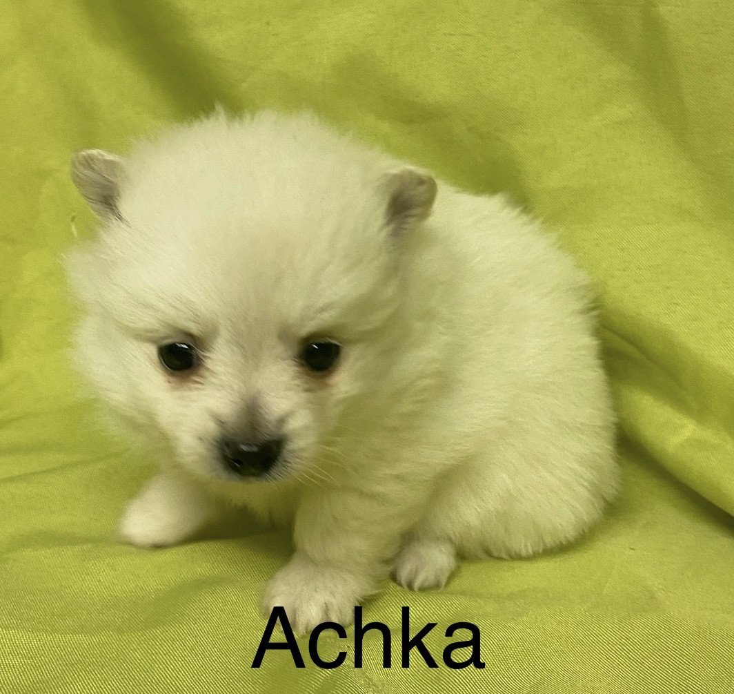 ACHKA spitz à réserver : chien d'apparence Spitz allemand à adopter
