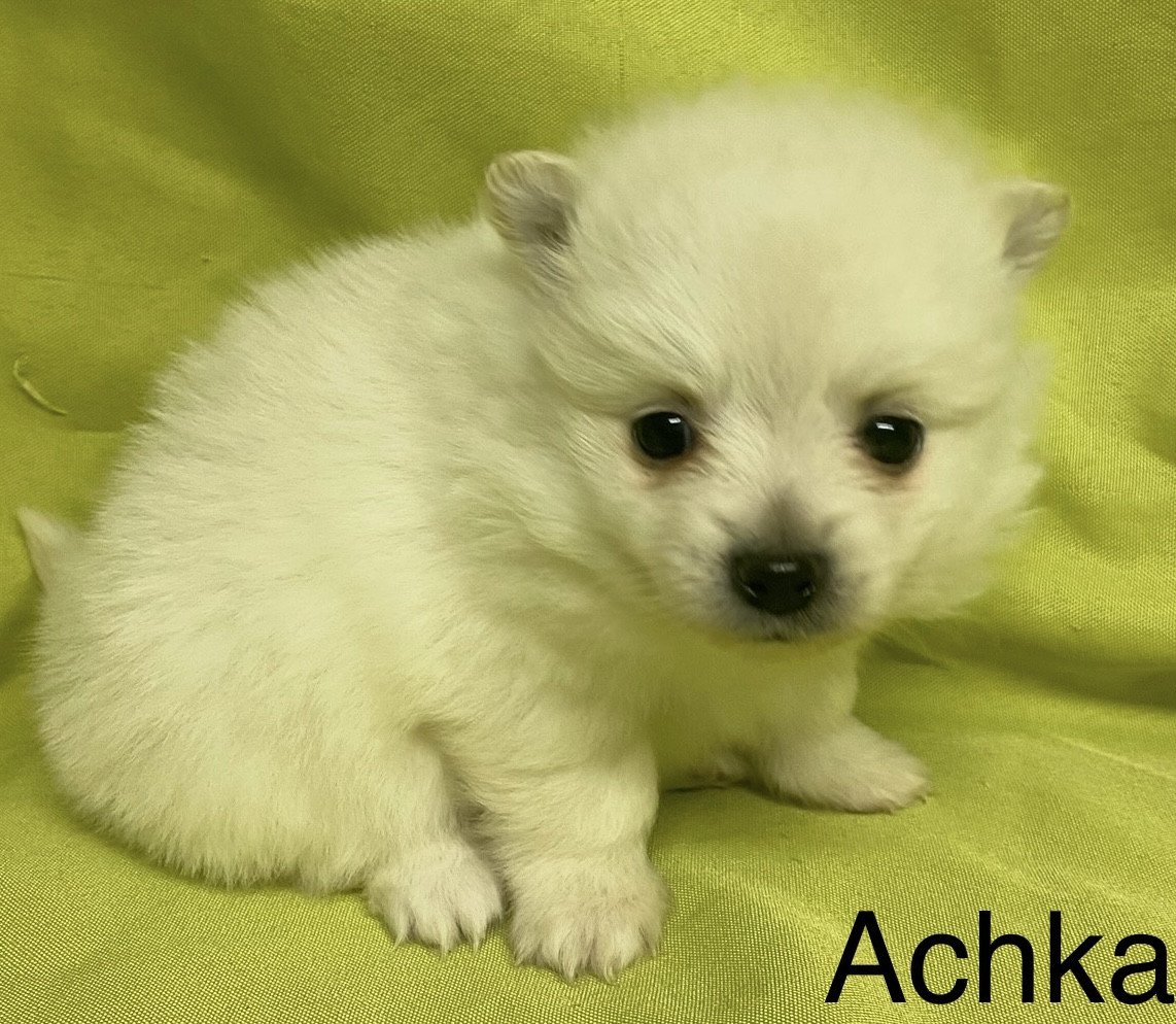 ACHKA spitz à réserver : chien d'apparence Spitz allemand à adopter