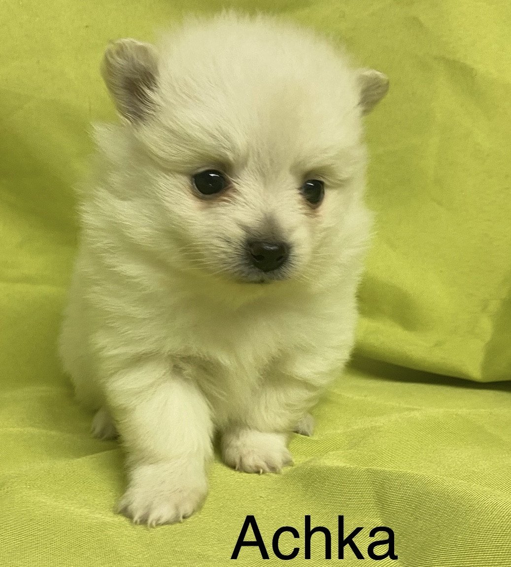 ACHKA spitz à réserver : chien d'apparence Spitz allemand à adopter