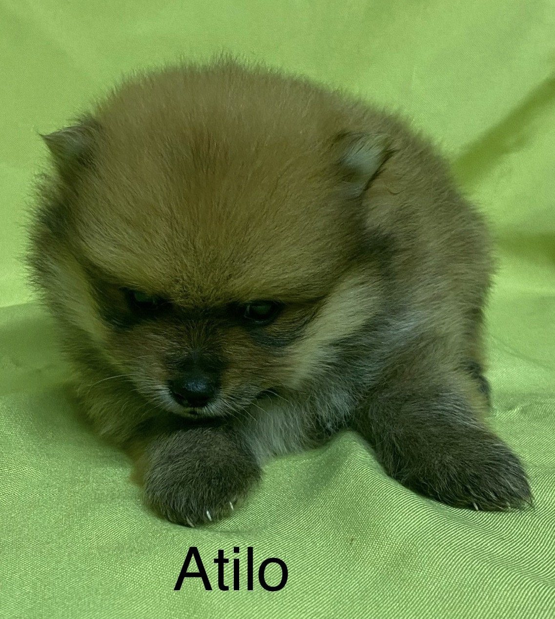 ATILO spitz nain Pom. : chien d'apparence Spitz allemand à adopter
