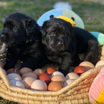 chiot (Portée Sarabi Ronnie 2025) - Mâle noir du Fond de la Noye ...