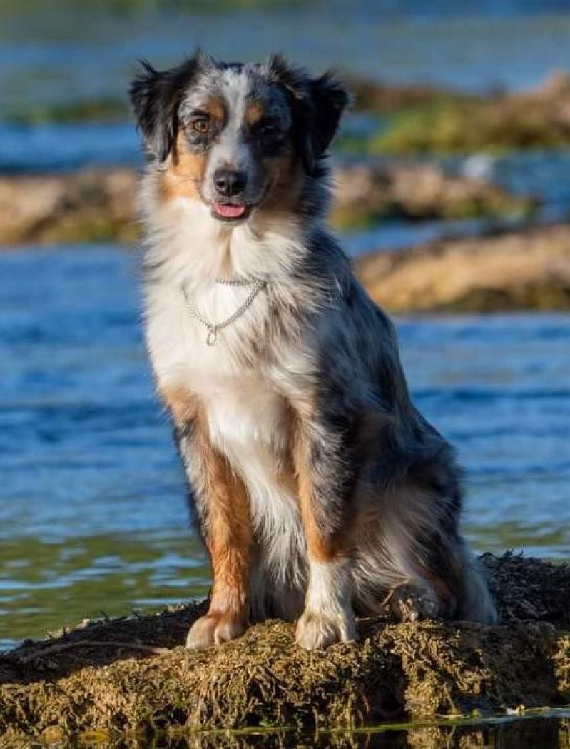 Berger americain miniature : origines, look, santé, caractère, éleveurs ...