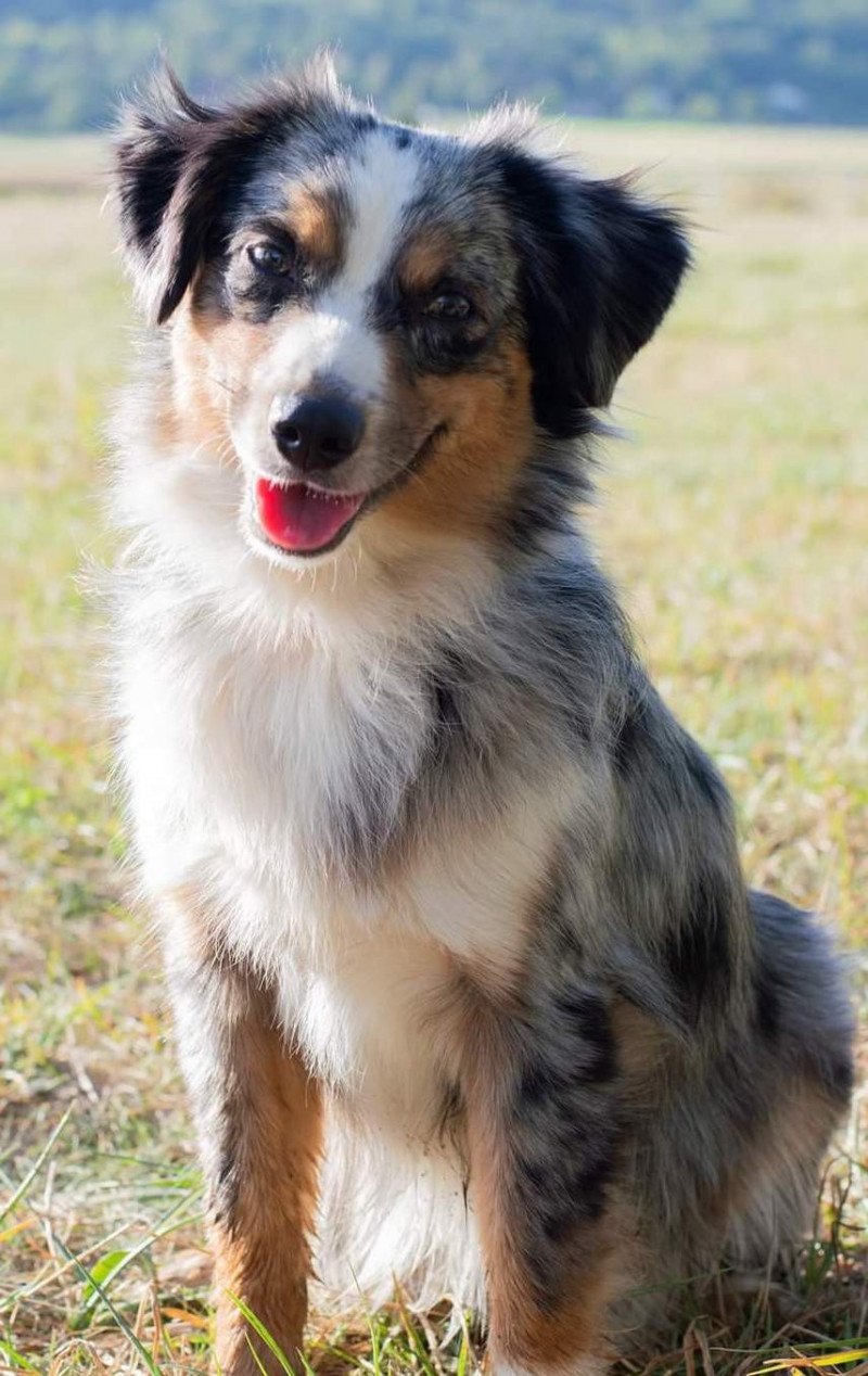 Berger americain miniature : origines, look, santé, caractère, éleveurs ...