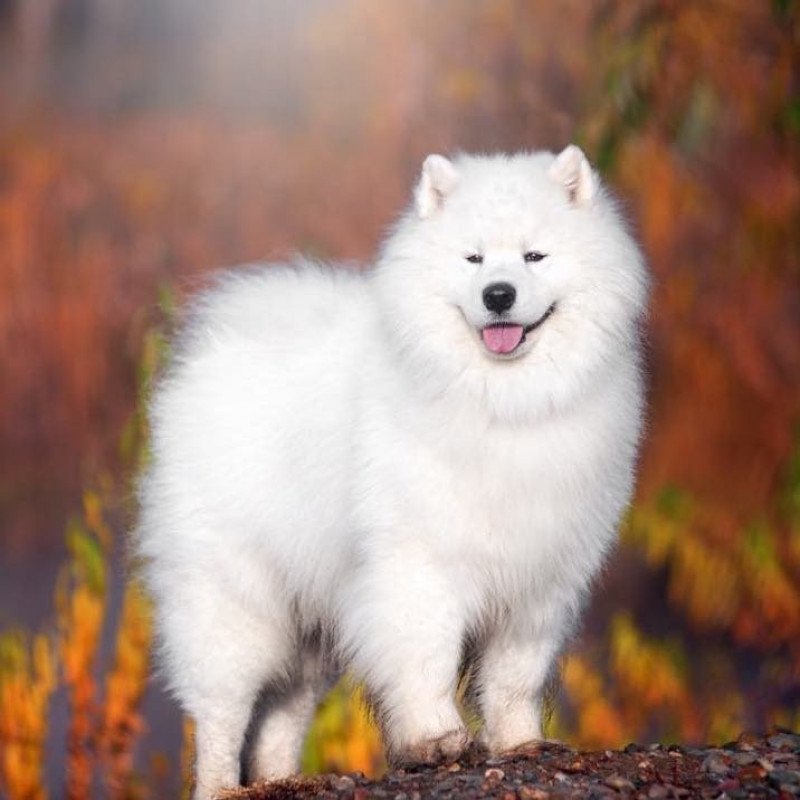 Samoyède, chien primitif : origines, look, santé, caractère, éleveurs ...